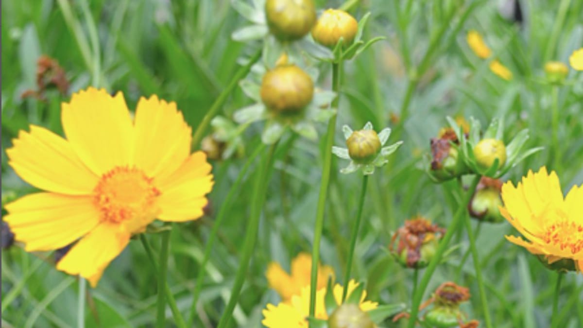 Gardening with Native Plants and Wildflowers - Gathering Ground
