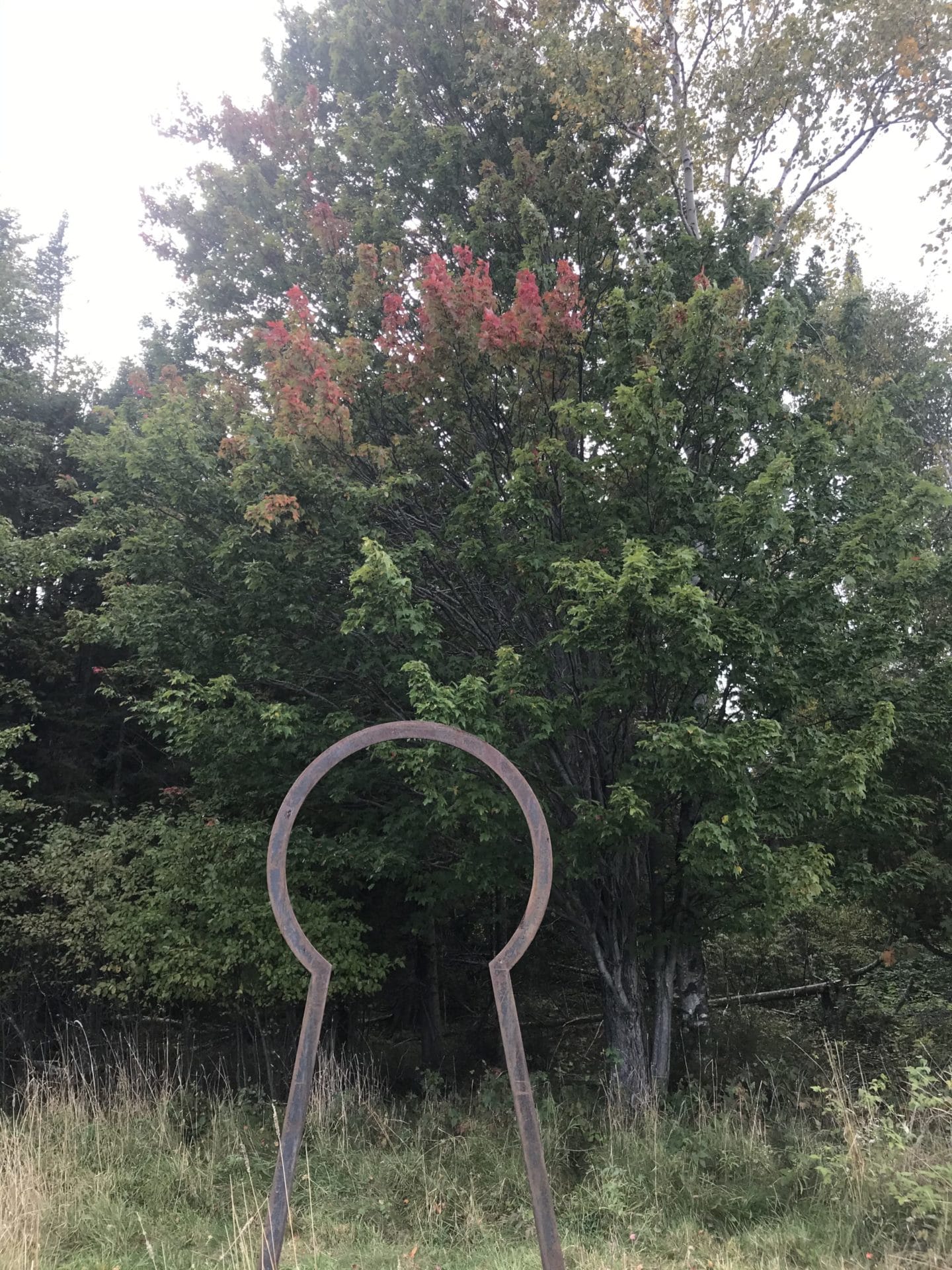 Forest Path Connecting School to Gathering Ground - Gathering Ground