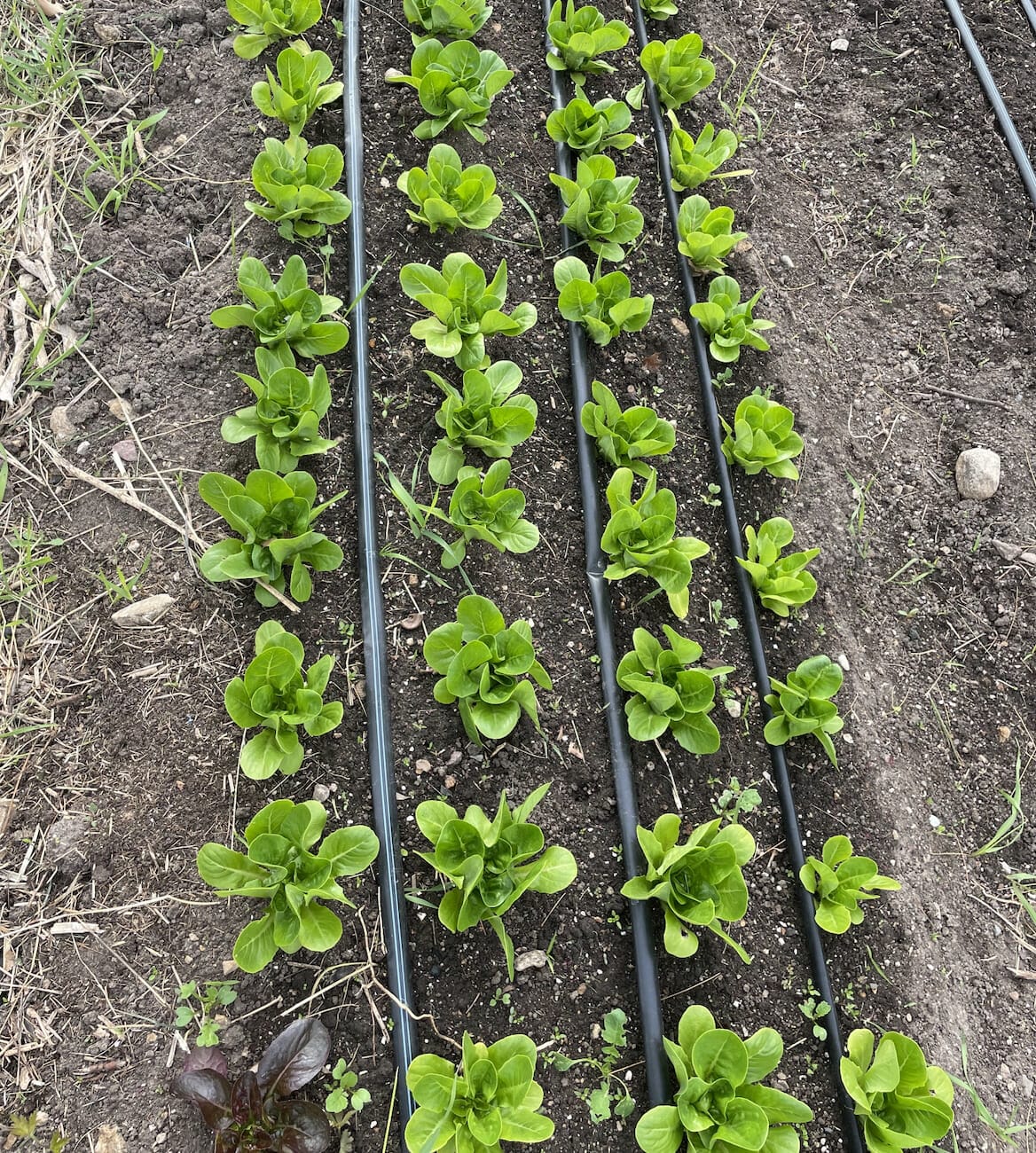 Drip Irrigation Workshop, May 25 - Gathering Ground